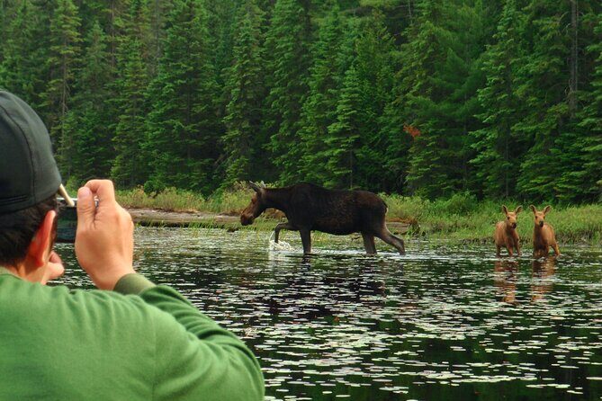 Algonquin Park 4-Day Deluxe Camping & Canoeing Adventure - Who Is This Tour Best For?