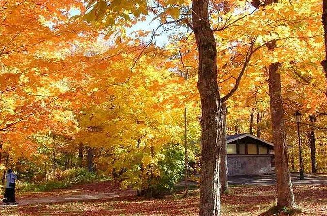 Algonquin Shuttle from Toronto - Who Should Consider This Tour?