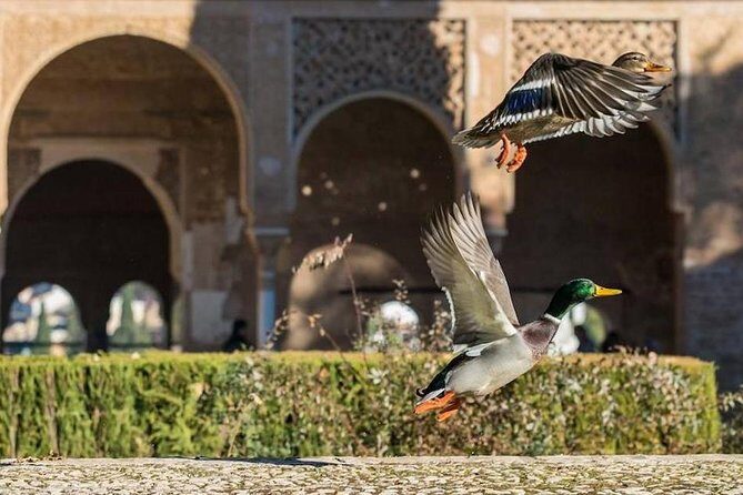 Alhambra Private/Small Group Tour & Nasrid Palaces Skip the Line - Reviews: The Voice of Travelers