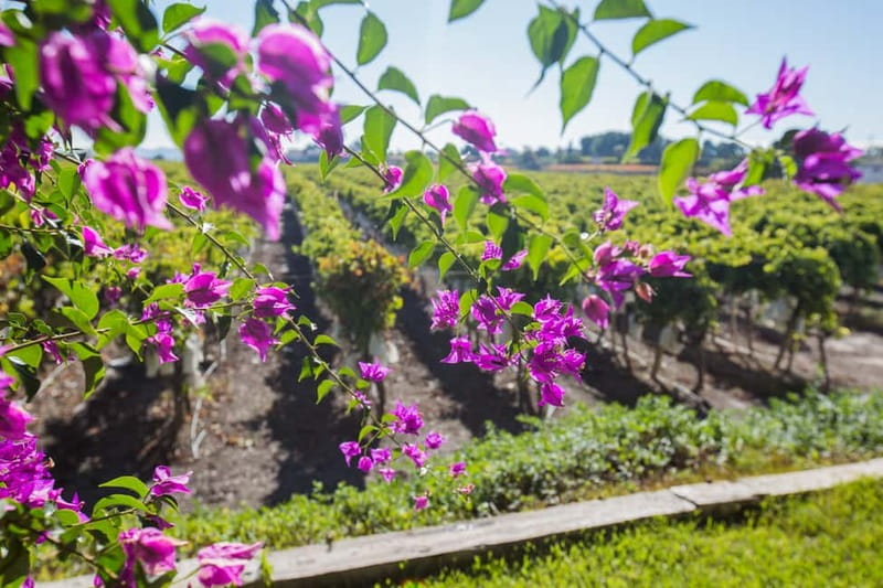 Alicante: Countryside Wine Tour with 4 Tastings - Considerations for Potential Participants