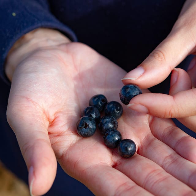 Alicante (Pinoso): Tour Experience Back from the Vineyard to the glass - Key Points