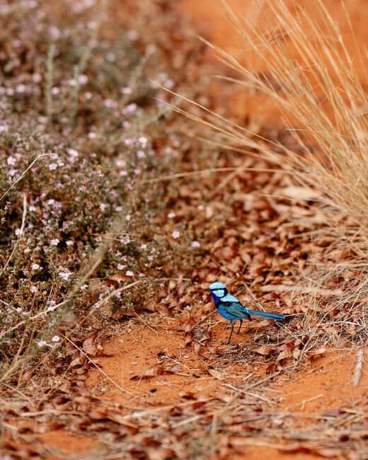 Alice Springs: Desert Park Entry Ticket - Who Will Love This Experience?
