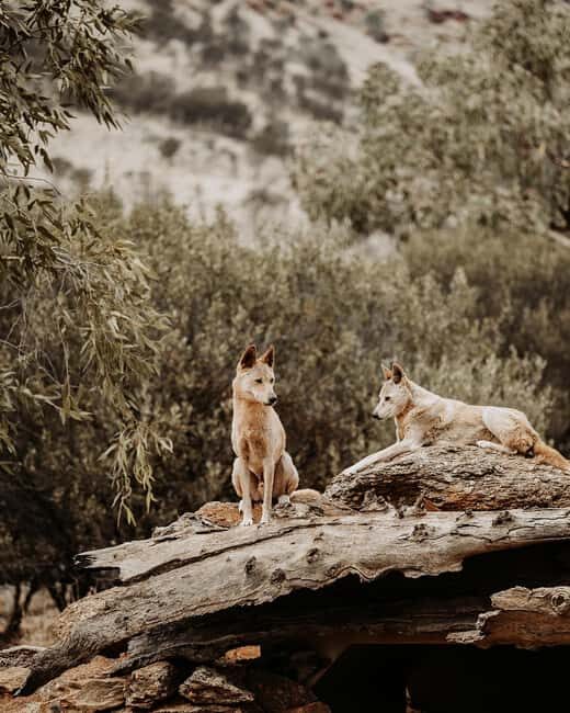 Alice Springs: Desert Park Entry Ticket - FAQ