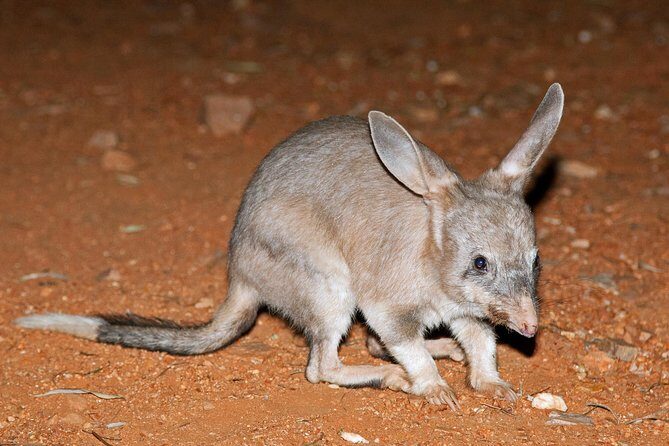 Alice Springs Desert Park Nocturnal Tour - FAQ