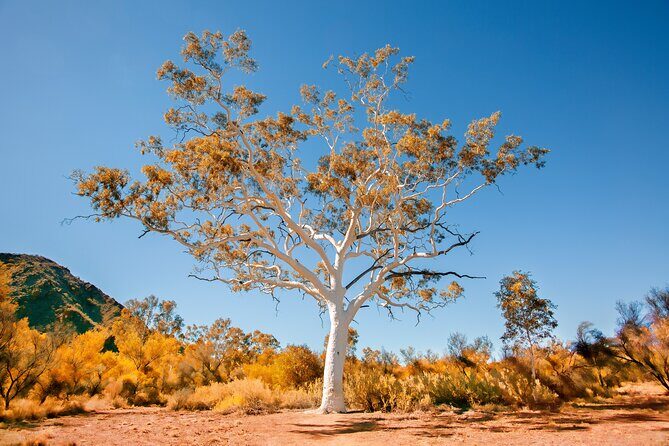 Alice Springs to Ross River Resort: A Self-Guided Outback Drive - A Detailed Look at the Tour Experience