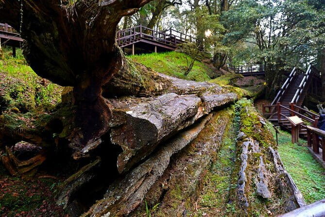 Alishan Private Day Tour from Taichung - Itinerary Breakdown: What to Expect
