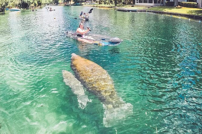 All Clear Kayak Springs & Manatees Tour Of Crystal River - Customer Feedback