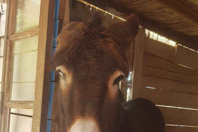 All Day Private Custom Tuk Tuk Tour - A Deep Dive into the Experience