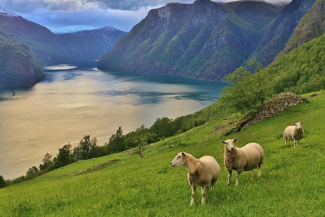 ALL ELECTRIC: Emission free tour to the World Heritage Fjords, 13 hours - Why This Tour Offers Great Value