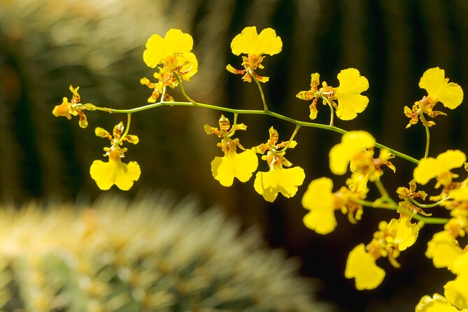 All-Garden Pass for the New York Botanical Garden - Exploring the Highlights in Detail