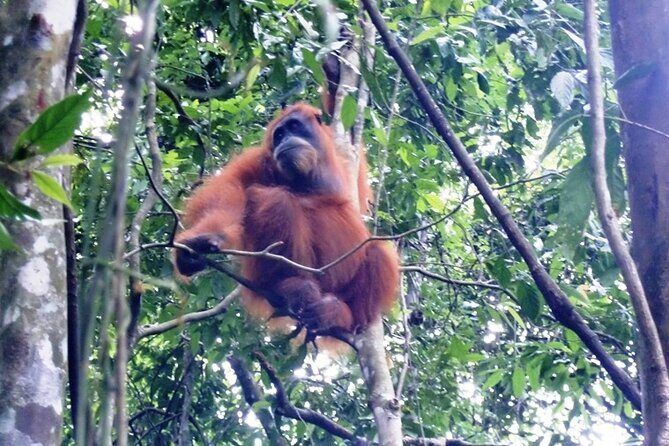 All-in 2N/3D Bukit Lawang Tour For School - Key Points