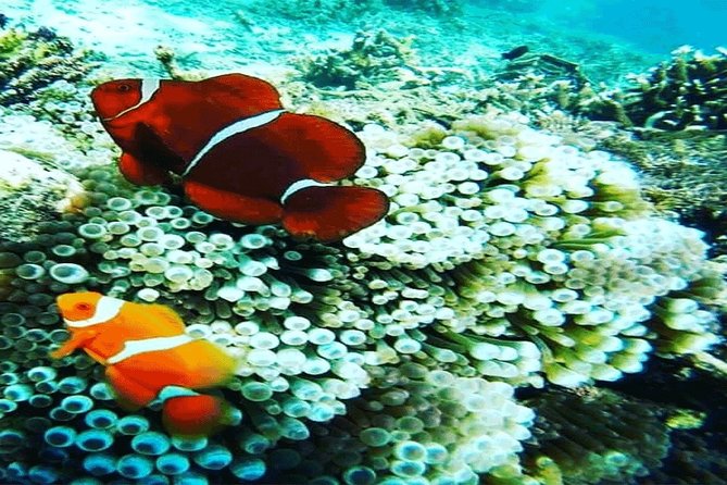 (ALL- IN) Bali Snorkeling Blue Lagoon And Tanjung Jepun - FAQ: Practical Questions About the Bali Snorkeling Tour