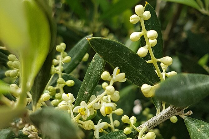 All in One Full Day Rhodes Island Tour for First Time Visitors - Common Suggestions for Improvement