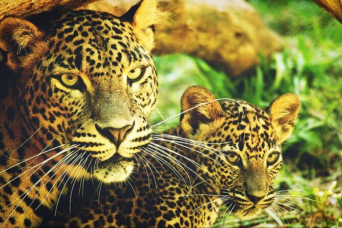 All in one Sri lanka 7nights 8 days for couple price - Reviews & Authentic Feedback
