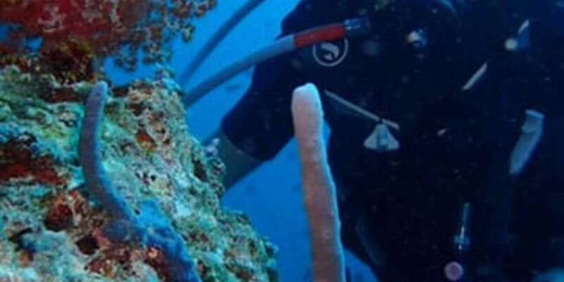 All Include Fun Dive At Menjangan Island - The Dive and Snorkel Sites: Why They Matter