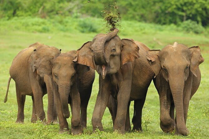 All Inclusive 5-Days Highlights of Sri Lanka - Key Points