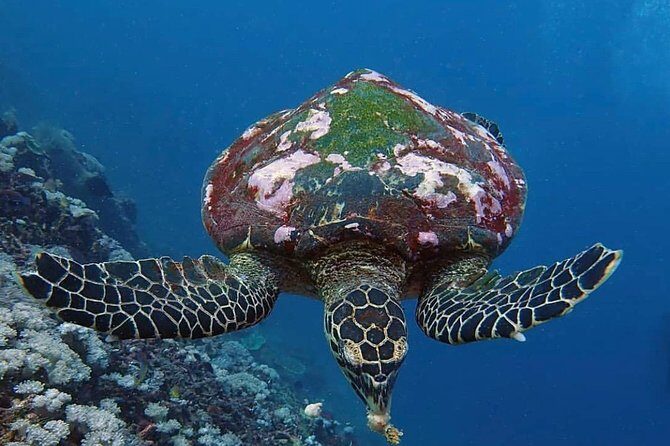 All Inclusive Bali Scuba Diving at Tulamben with Lunch -Transport - Authenticity and Authentic Experiences