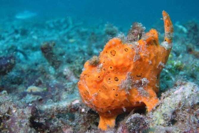 All Inclusive: Bali Snorkeling at Blue Lagoon and Tanjung Jepun - An In-Depth Look at the Tour Experience