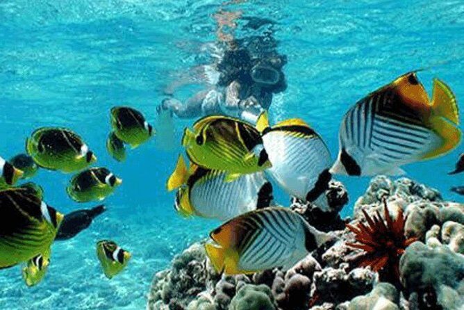 All Inclusive Bali Snorkeling Blue Lagoon tour experience - What Do the Reviews Say?