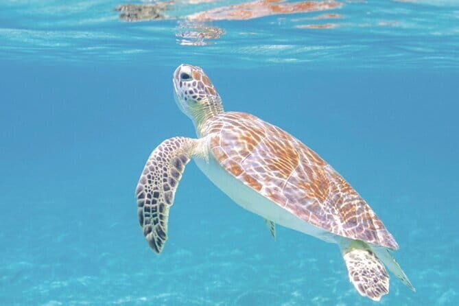 All Inclusive Blue Lagoon Snorkeling combine Ubud River Rafting - What to Expect from the Tour
