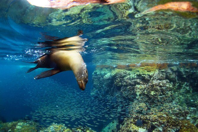 All-Inclusive catamaran Espiritu Santo Island Tour from Los Cabos - Reaching Espiritu Santo Island: The Marine Wonderland