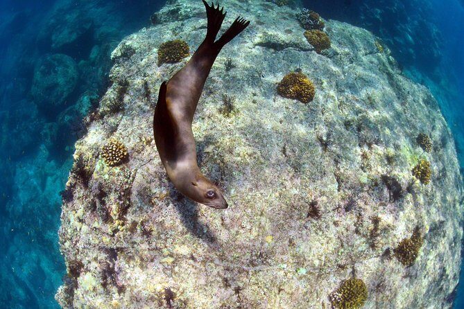 All-Inclusive Catamaran Tour | Beaches & Sea Lions from Los Cabos - Who Should Consider This Tour?