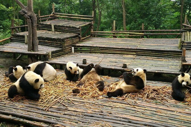 All-Inclusive Chengdu Highlight Panda Trip and Customizable Sites - Who Should Consider This Tour?