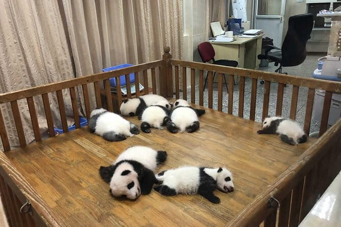 All-Inclusive: Customizable Giant Panda Private Day Trip in Chengdu - Exploring Chengdu’s Panda Sanctuary