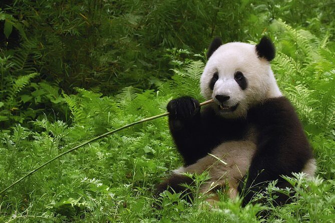 All-inclusive Day Tour: Mutianyu Great Wall & Beijing Panda Zoo with Local Lunch - The Journey to Mutianyu Great Wall