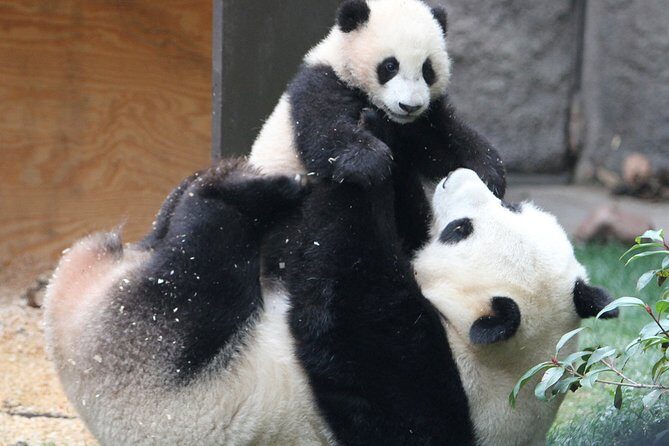 All-inclusive Day Tour: Mutianyu Great Wall & Beijing Panda Zoo with Local Lunch - Authentic Food and Local Flavor