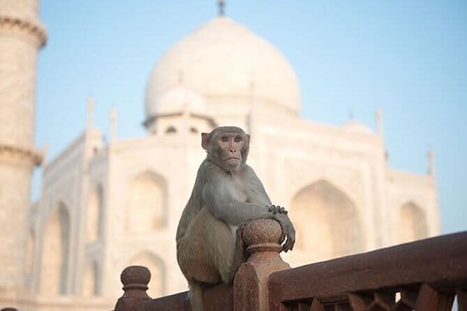 All Inclusive Day Trip to Taj Mahal, Agra Fort and Baby Taj from Delhi by Car - What the Tour Includes — and What It Doesn’t