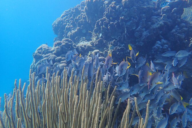 All-Inclusive Full-Day Hol Chan Snorkeling Tour - Meeting and Pickup Logistics