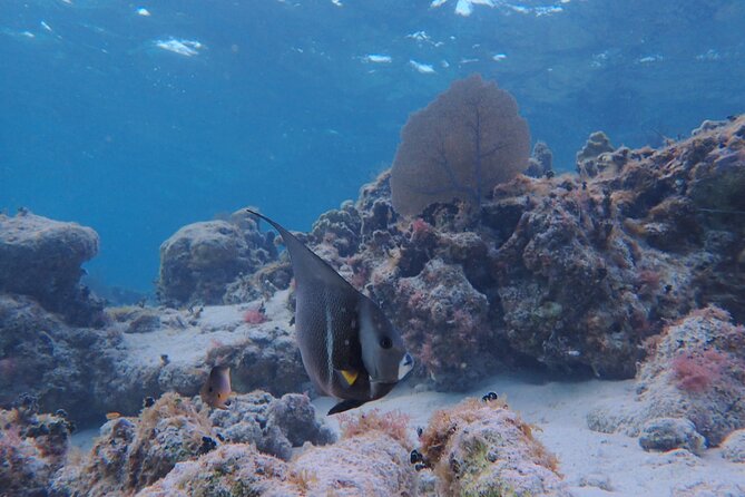 All-Inclusive Full-Day Hol Chan Snorkeling Tour - Accessibility and Additional Information