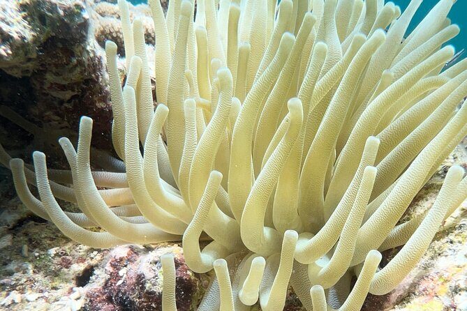 All-Inclusive Full-Day Private Boat Tour with Lunch & Drinks - Who Is This Tour Best For?