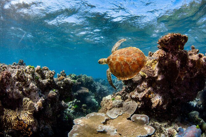 All Inclusive Great Barrier Reef Cruise w optional Scuba Diving - Return Journey and Reflection