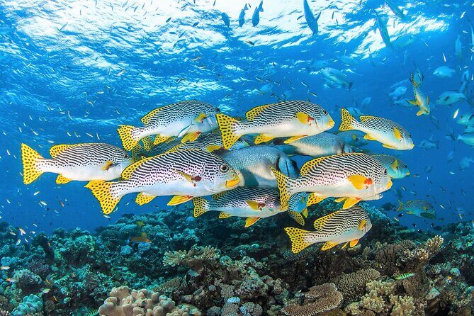 All Inclusive Great Barrier Reef Cruise w optional Scuba Diving - Experience and Value for Money