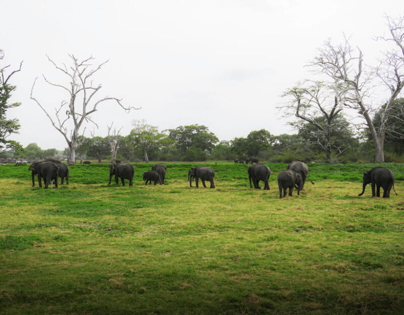 All-Inclusive Habarana HuruluEco Park Private Halfday Safari - What’s Included and What’s Not