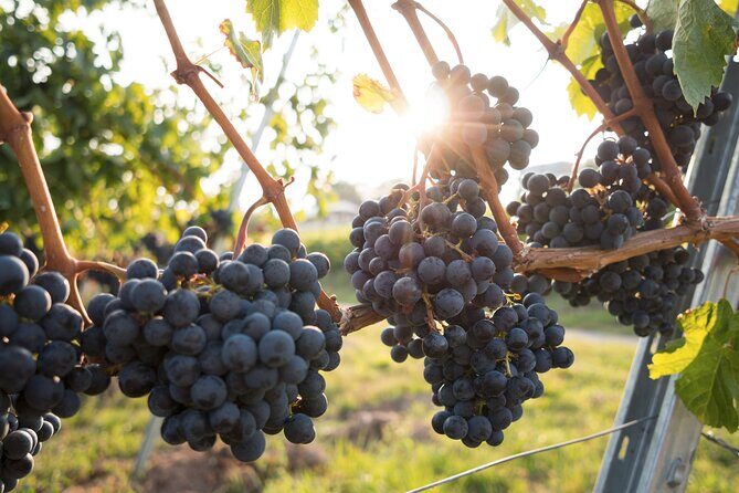 All Inclusive Hunter Valley Wine Tour with Lunch from Sydney - Final Thoughts
