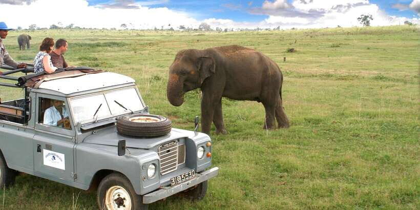All-Inclusive Minneriya National Park Afternoon Safari - Exploring Minneriya National Park: What to Expect
