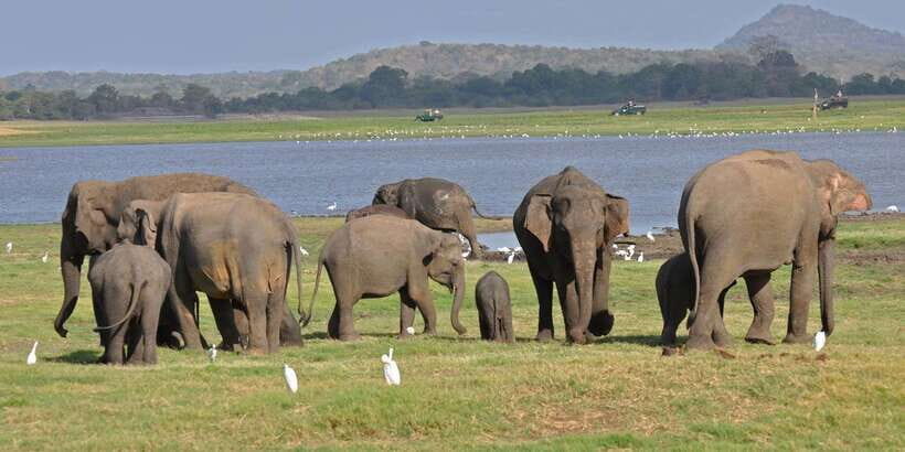 All-Inclusive Minneriya National Park Afternoon Safari - Authentic Insights from Traveler Reviews
