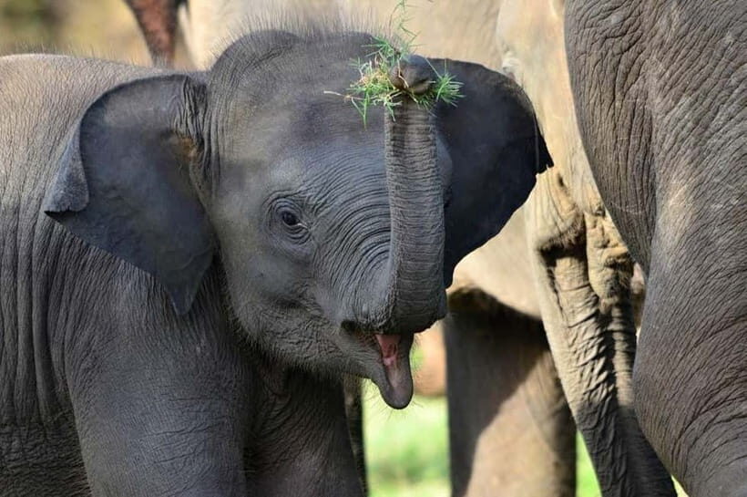 All-Inclusive Minneriya National Park Afternoon Safari - Why This Tour Is Worth Considering