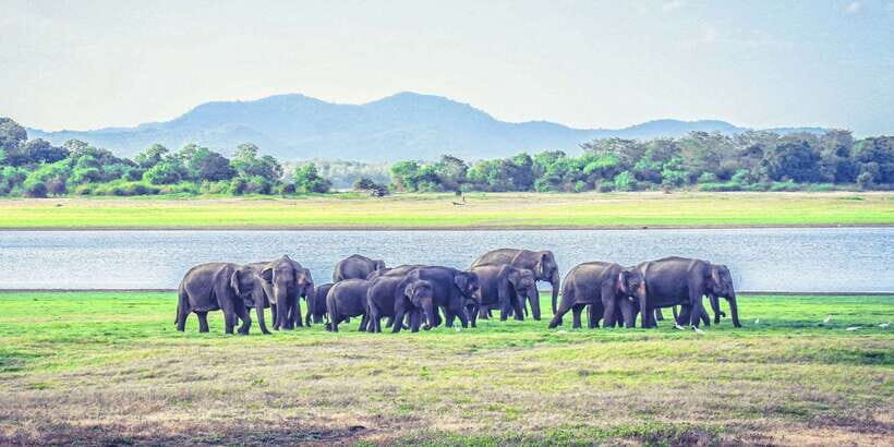 All-Inclusive Minneriya National Park Afternoon Safari - Who Should Consider This Safari?