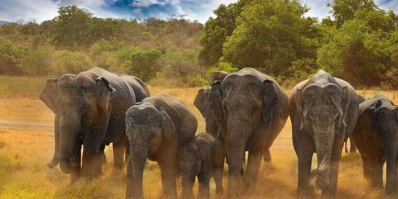 All-Inclusive Minneriya National Park Afternoon Safari - The Sum Up