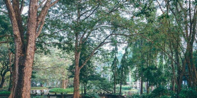 All Inclusive Minneriya National Park Half Day Safari - Analyzing the Value