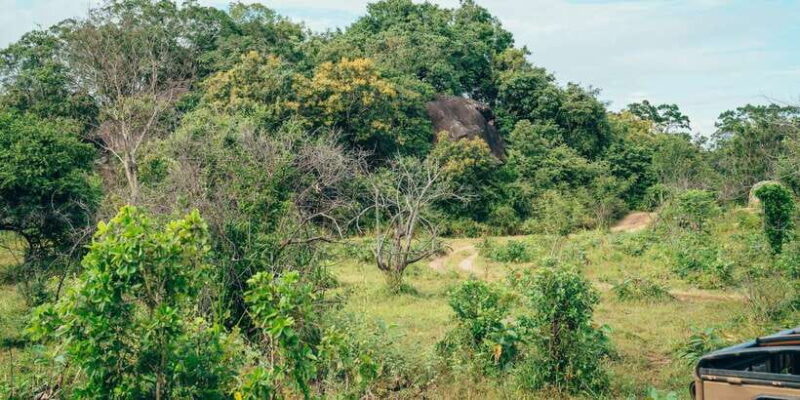 All Inclusive Minneriya National Park Half Day Safari - The Experience in Practice