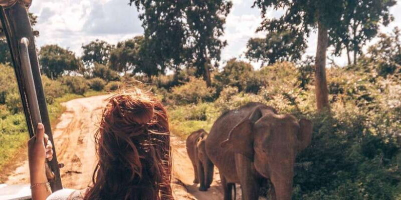 All Inclusive Minneriya National Park Half Day Safari - Practical Tips for Your Safari