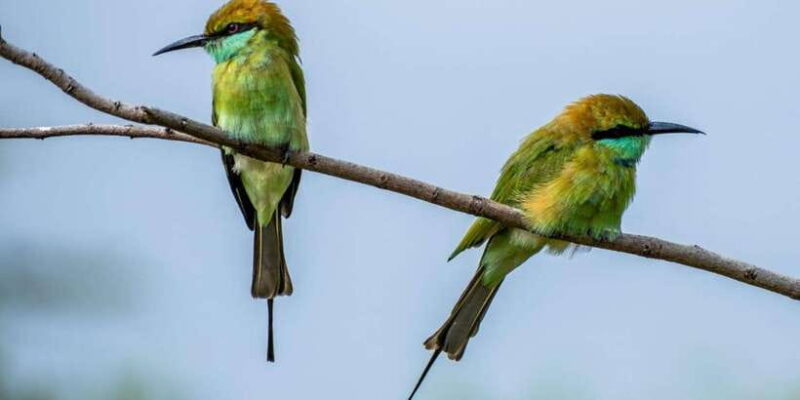 All Inclusive Minneriya National Park Half Day Safari - Who Will Love This Safari?