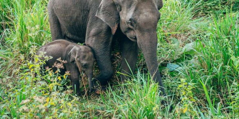 All Inclusive Minneriya National Park Half Day Safari - The Sum Up