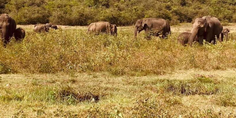 All Inclusive Minneriya National Park Half Day Safari - FAQ