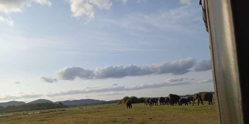 All Inclusive Minneriya National Park Safari with Hotel Pick - What Makes This Tour a Great Choice